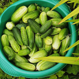 Simple Tasting Lesson: Cucumbers – BIG little Project